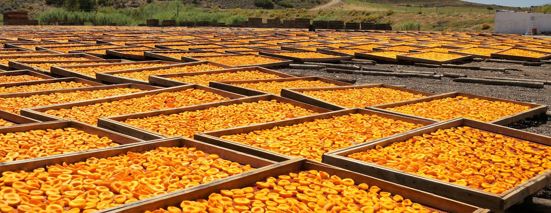 Fruit Vegetable Puree Puree Concentrates Fed Farms Fruit Vegetable Puree Puree Concentrates Fed Farms